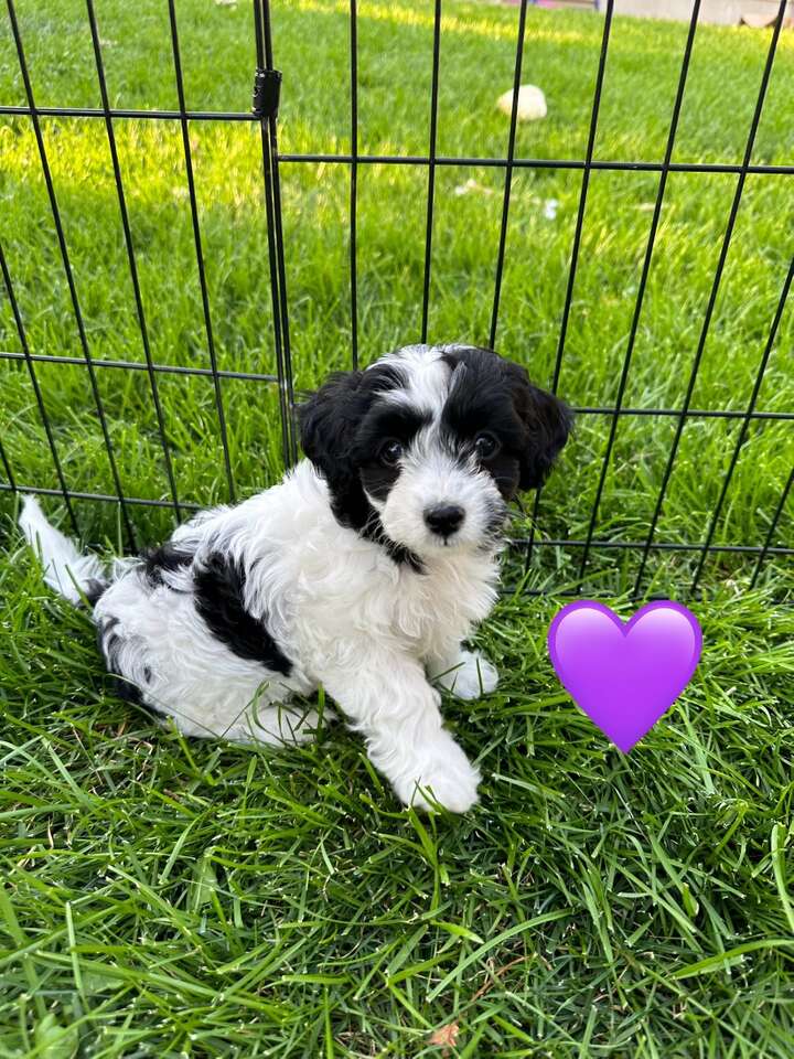 Tiny Cavapoo/Cockapoo Puppies Ready To Go … | Pets | ksl.com