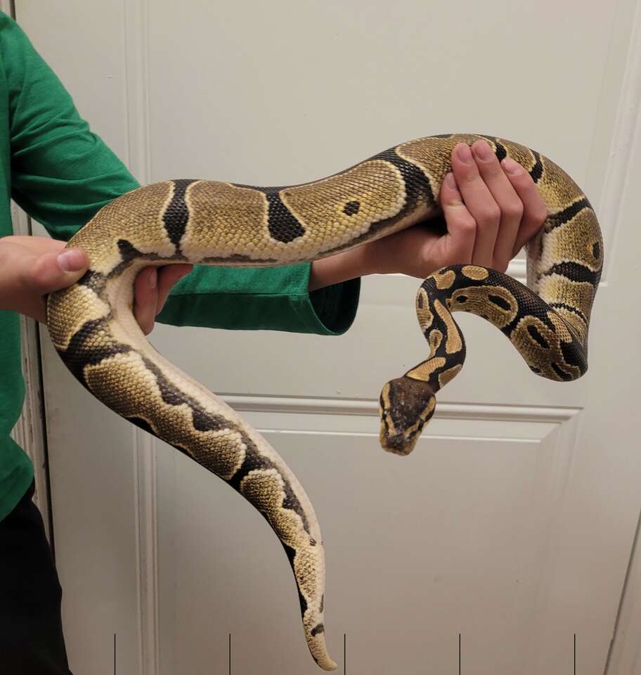 Ball Python Snake, Female, 3 ½ ft long, 2 … | Pets | ksl.com