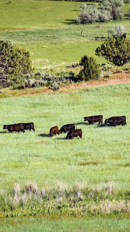 Whole Beef Cow – Ranch-Direct & Custom Cut Angus! | Cattle | KSL ...