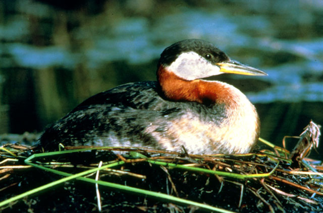 Rare arctic sea bird spotted at Glen Canyon | KSL.com