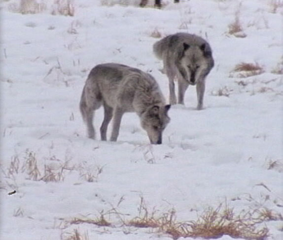 Proposed bill seeks to keep wolves out of Utah | KSL.com