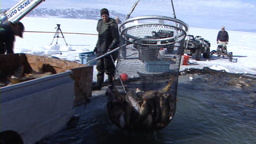 Millions of unwanted carp removed from Utah Lake | KSL.com