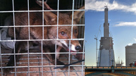 Mr Fox Found Living Fantastically on 72nd Floor of Europe's Tallest ...