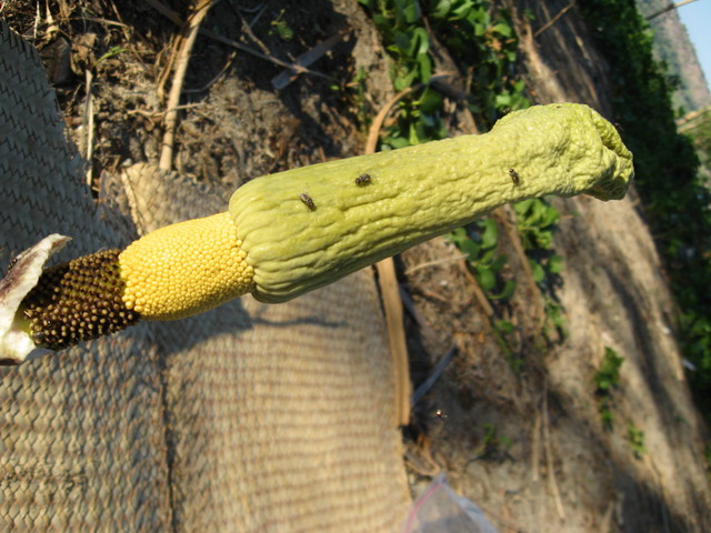 Is 'nauseating,' 'foul,' 'nasty' plant a new species? | KSL.com
