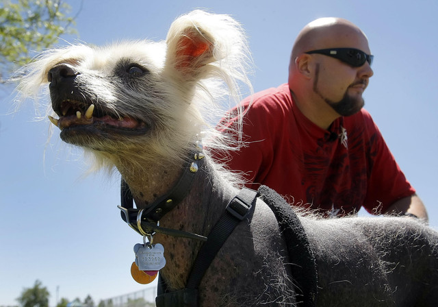 Utah's ugliest mutt to compete in World's Ugliest Dog Contest | KSL.com