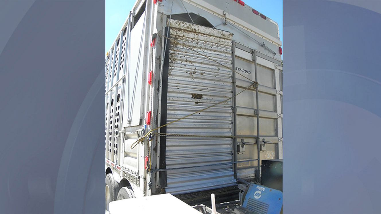4 calves fall from trailer onto I-15 | KSL.com