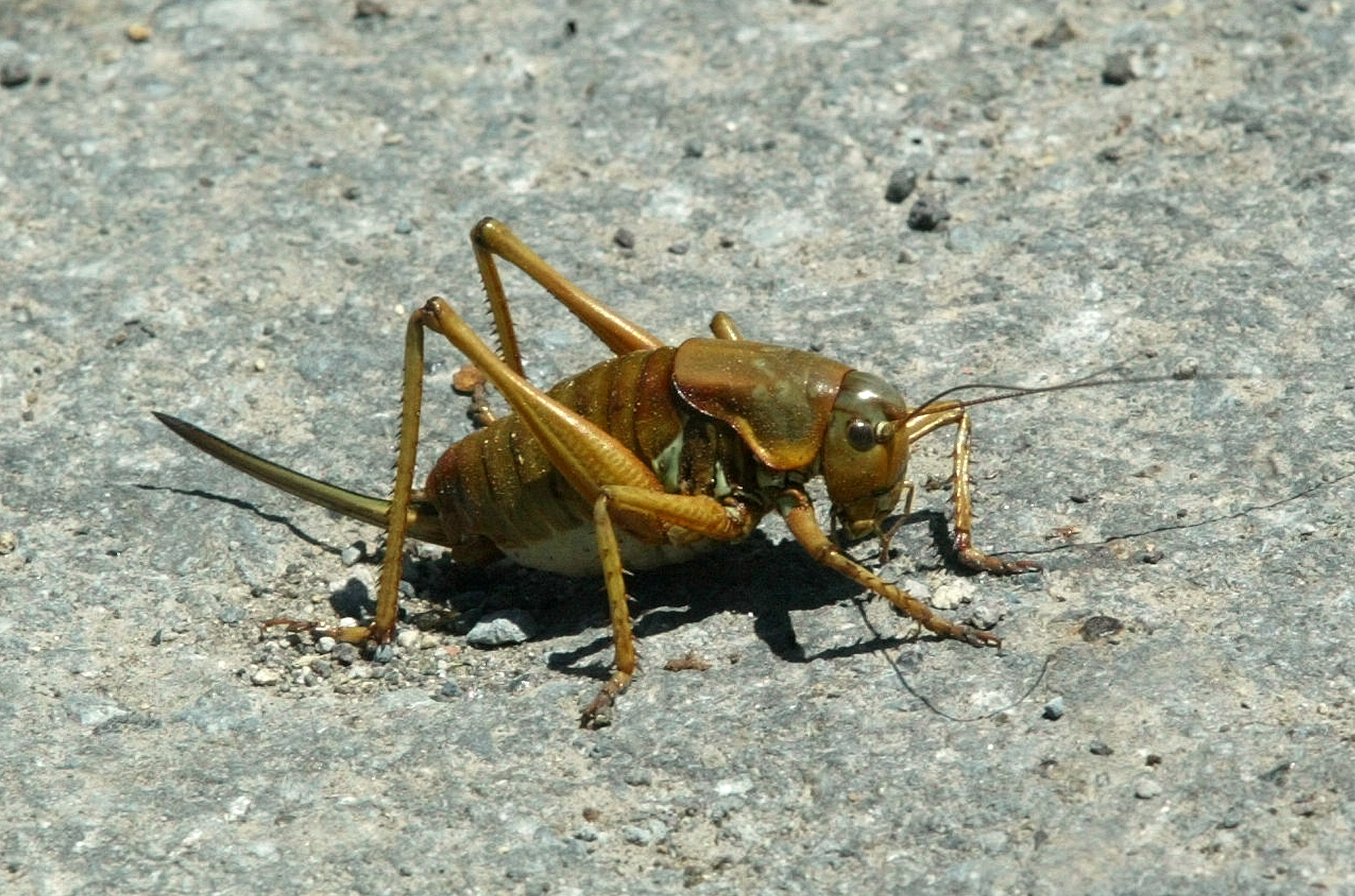 Mormon crickets on the move again in Nevada | KSL.com