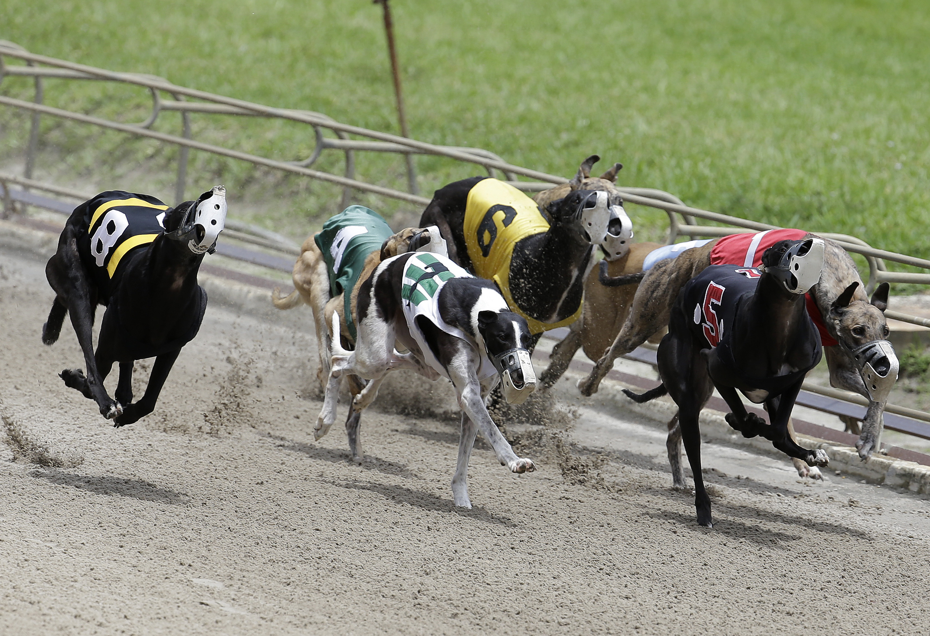 How Many Dog Tracks Are In The United States