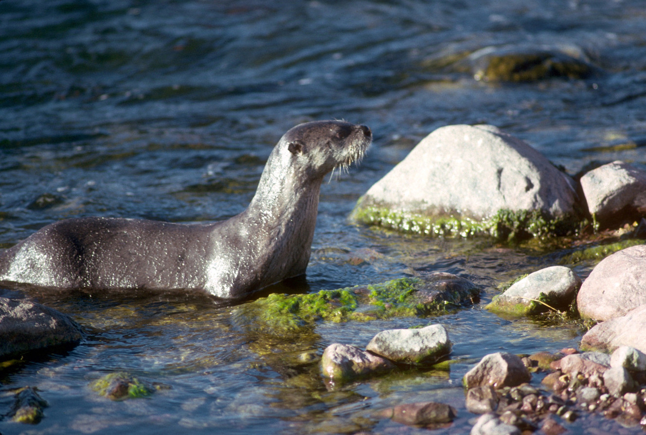 Utah otters doing well 4 years after reintroduction to Provo River ...