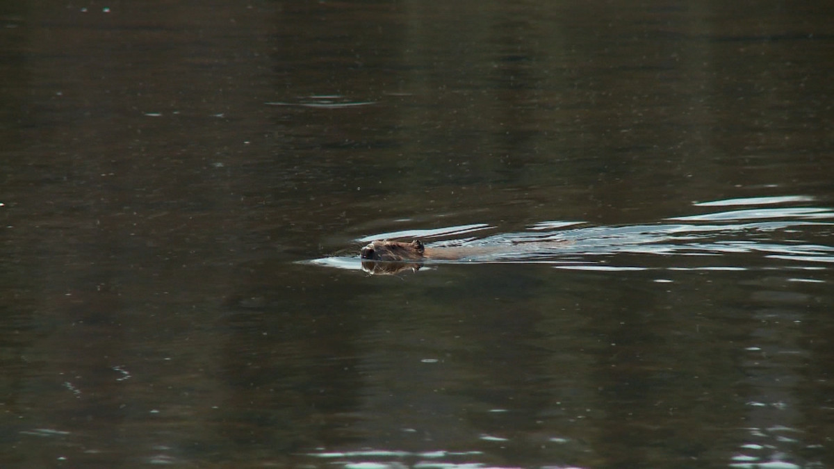 Project helps protect Logan beavers, reduce threat of flooding | KSL.com