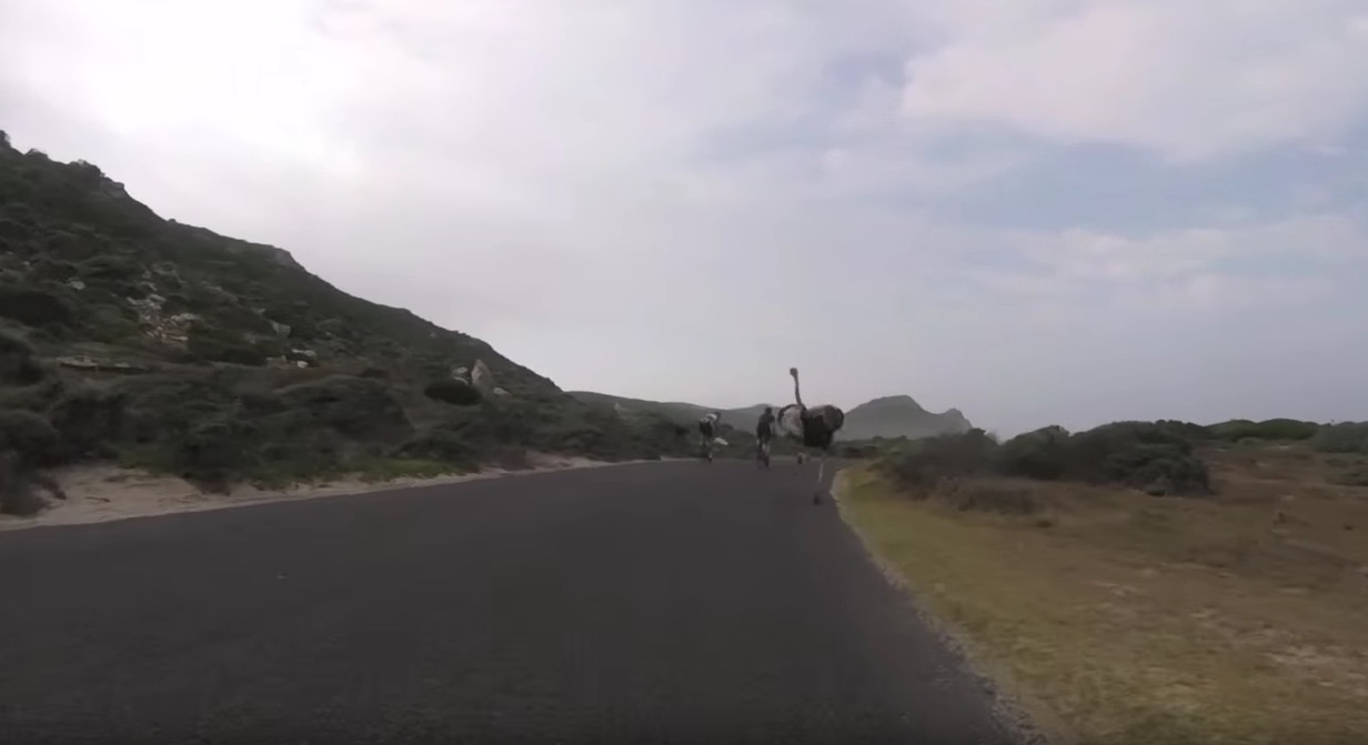 Viral video shows hilarious, high-speed ostrich chase | KSL.com