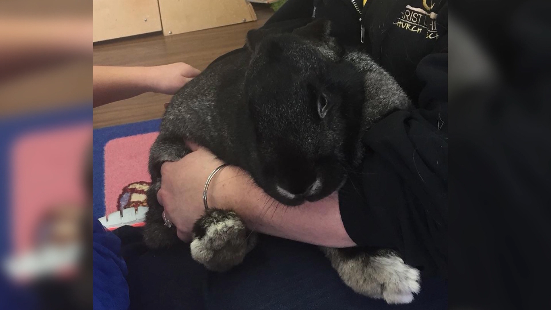 Giant rabbit ‘Dolly Parton’ missing from Wheeler Farm | KSL.com