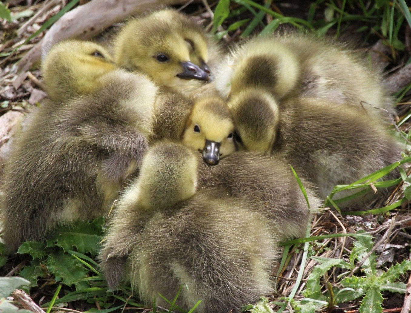 Wildlife officer rescues stranded geese from roof of Utah charter ...