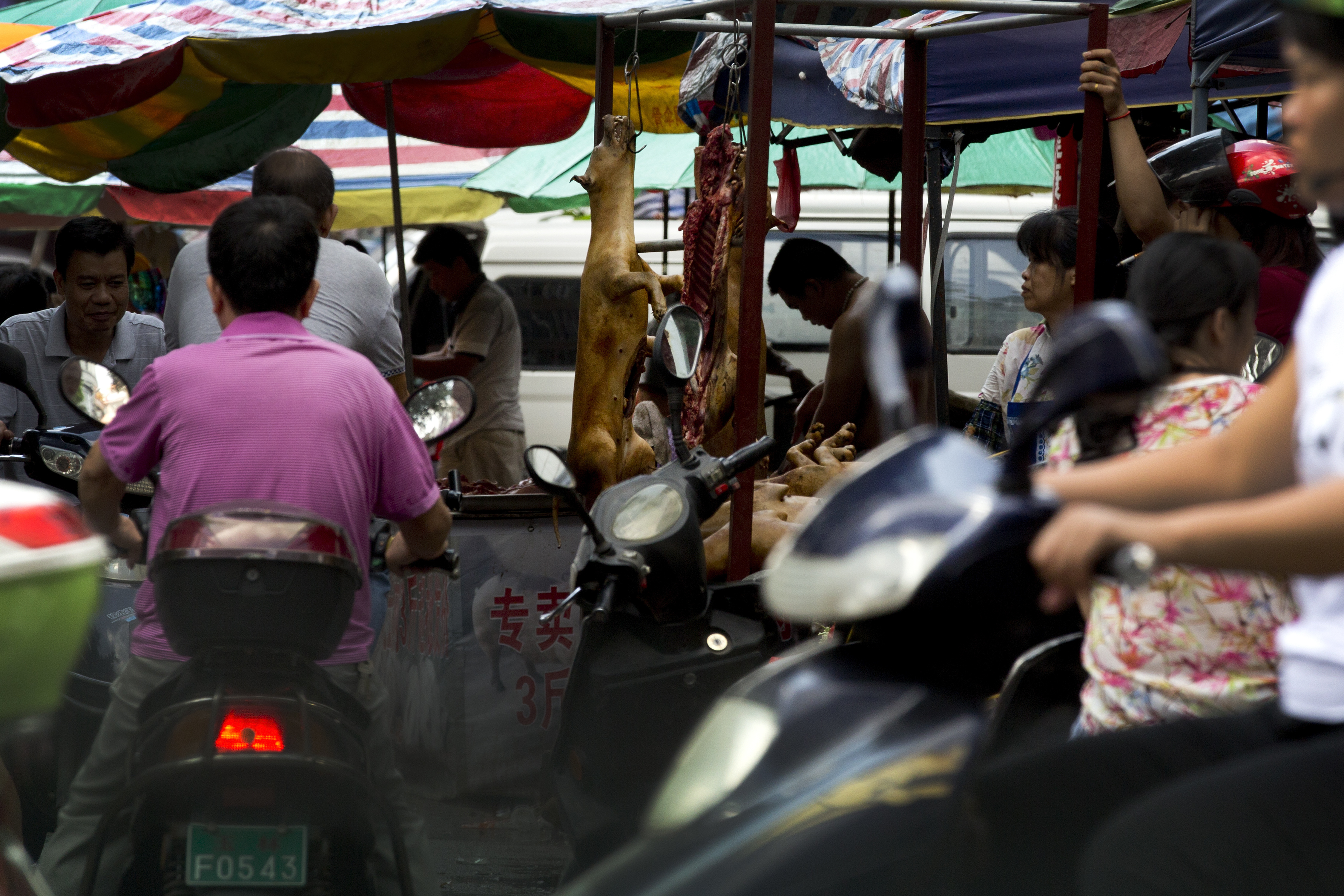 China city holds dog-meat eating festival despite protests | KSL.com