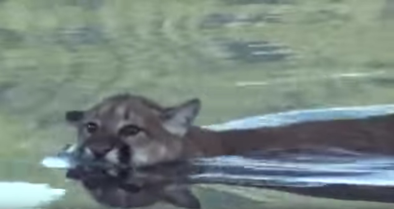 Video shows cougar swimming across large lake | KSL.com