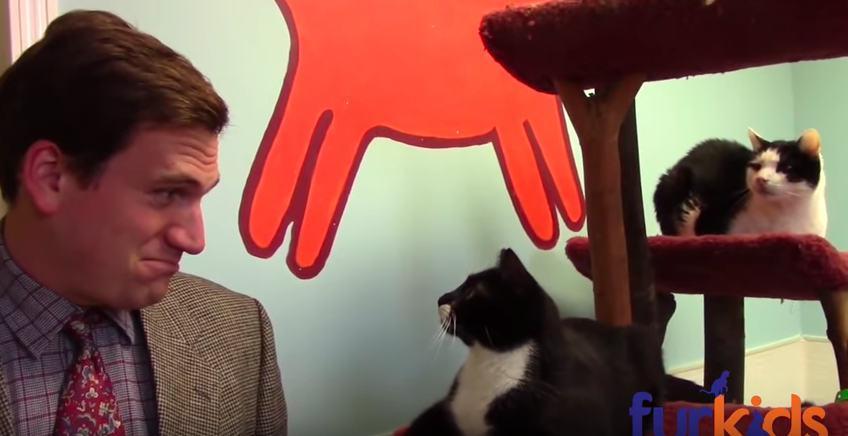 Have You Seen This? The best cat commercial of all time | KSL.com