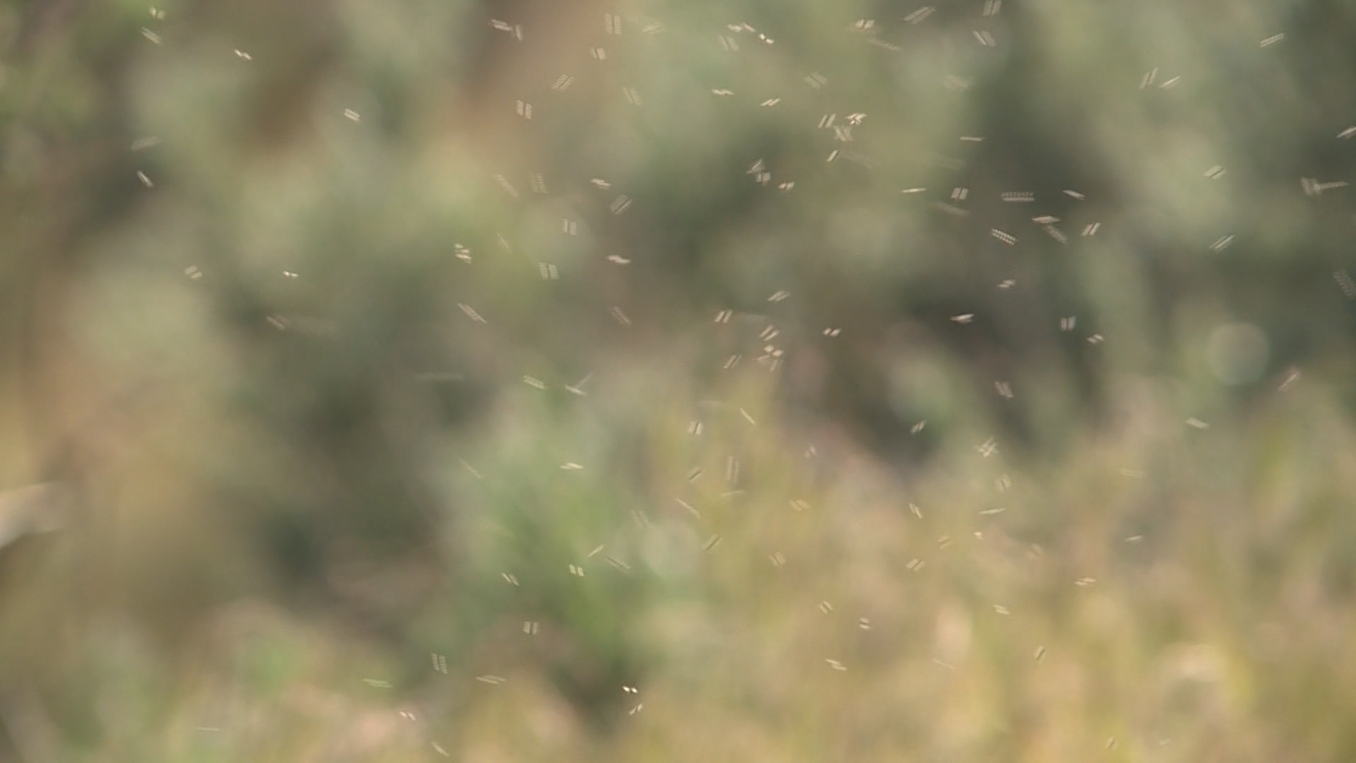 Gnat invasion at Antelope Island prompts warnings for visitors | KSL.com