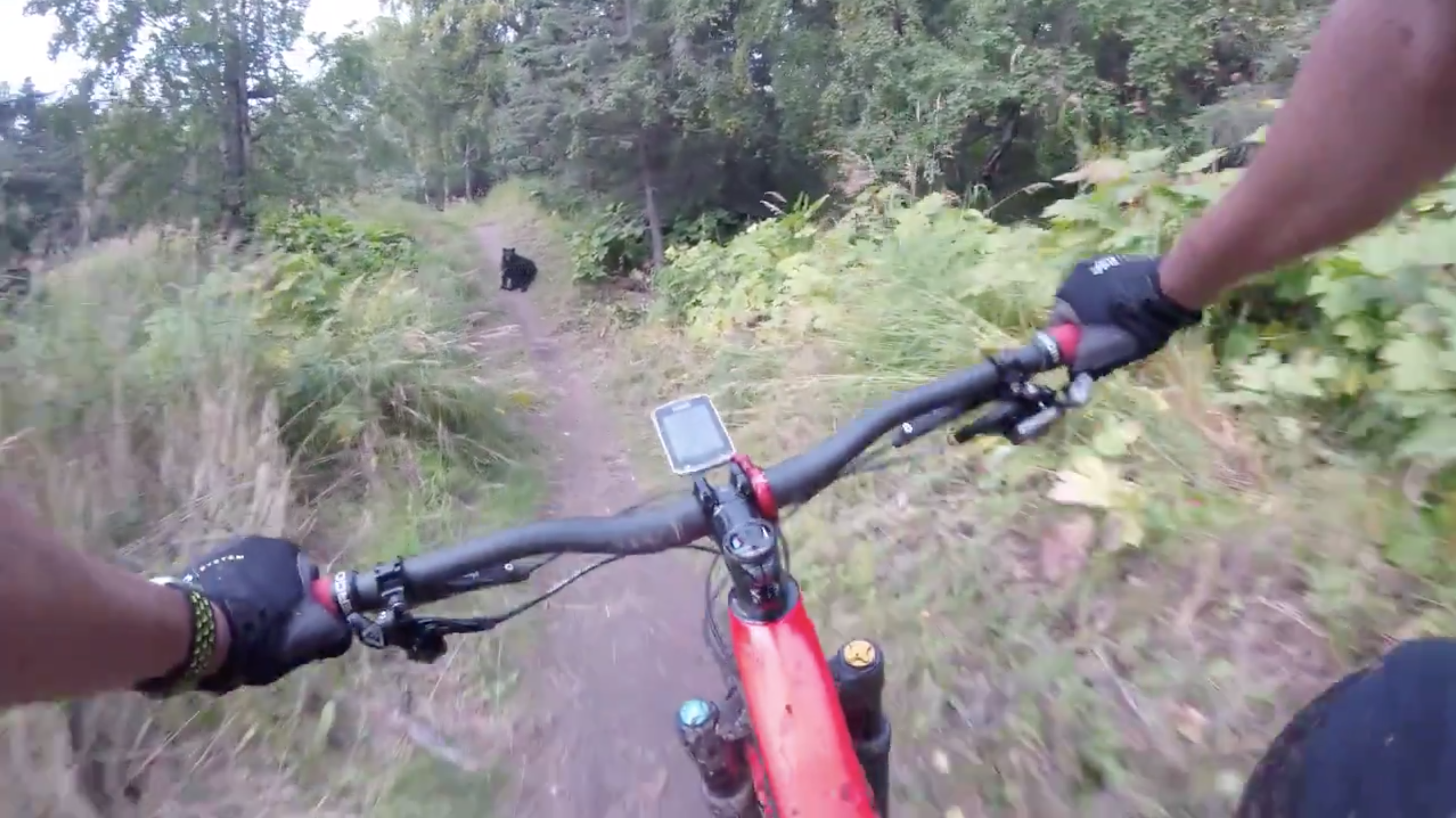 Have You Seen This? An unexpected trail hazard | KSL.com