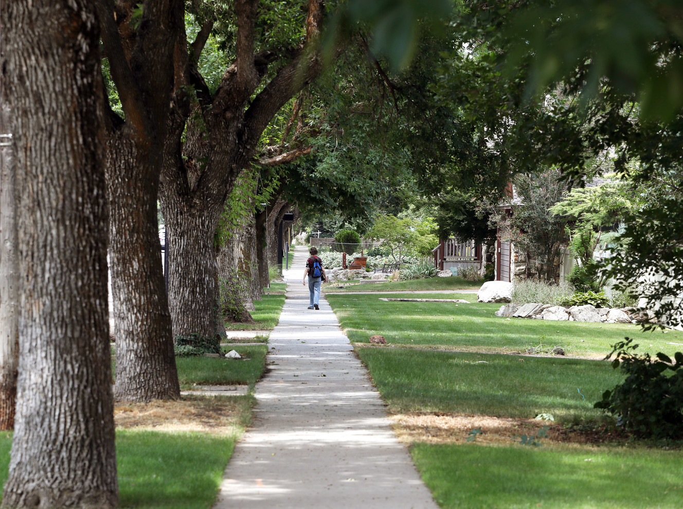 Historic trees at risk of drying up in Farmington | KSL.com
