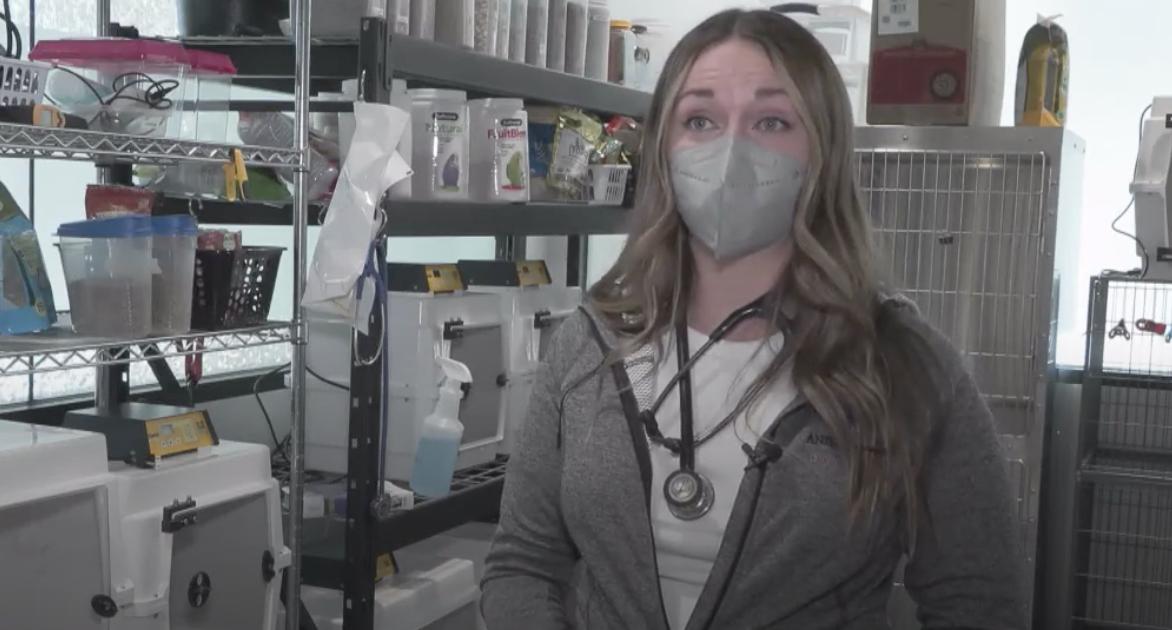 Utah vet clinic gets creative after COVID callouts leave staffing short ...