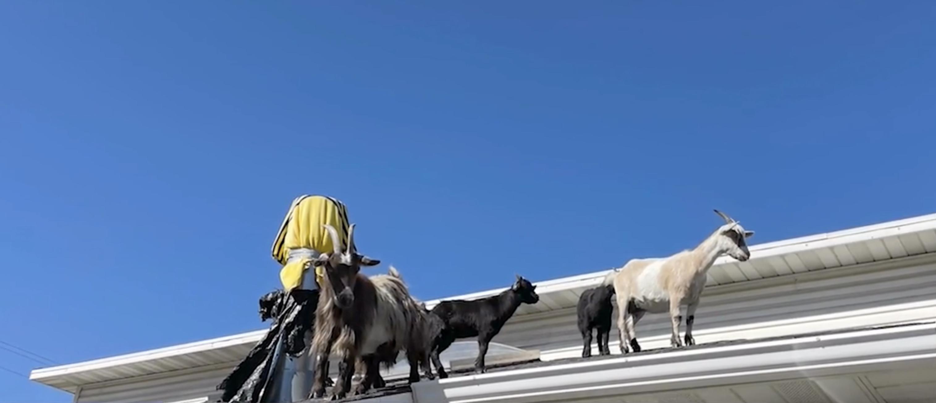 Davis County homeowner finds multiple goats fiddling around on their ...