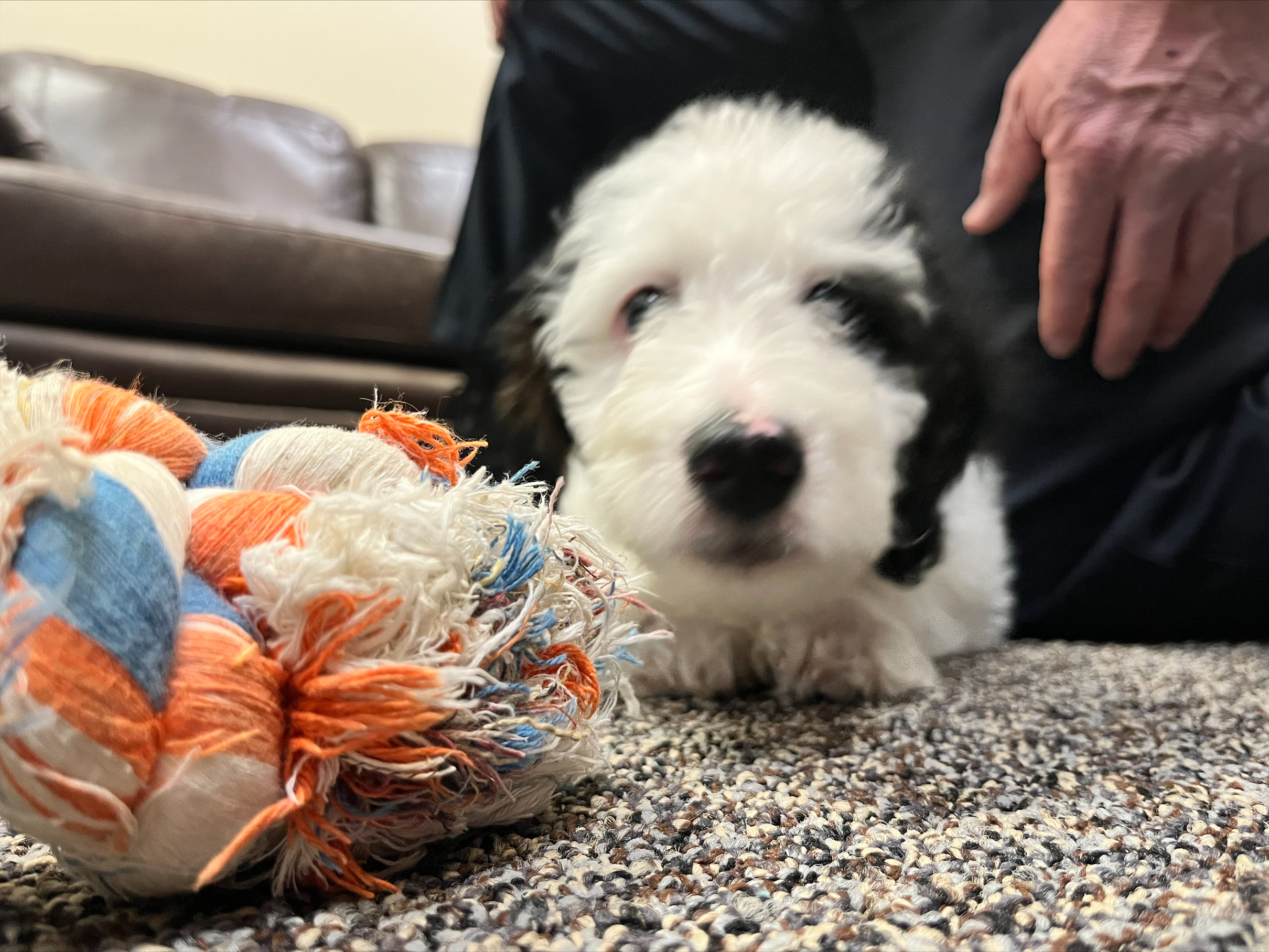 Farmington police welcomes new emotional and mental wellness dog to the ...