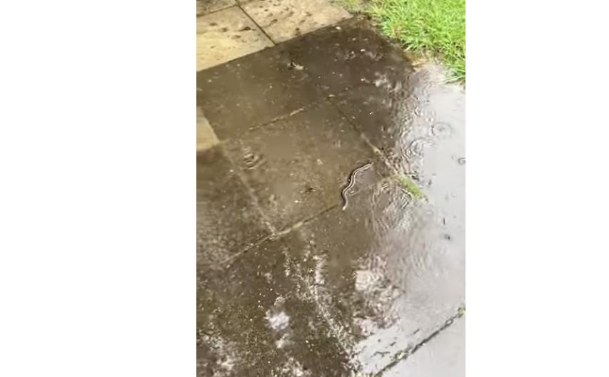 Have You Seen This? A heartwarming eel rescue | KSL.com