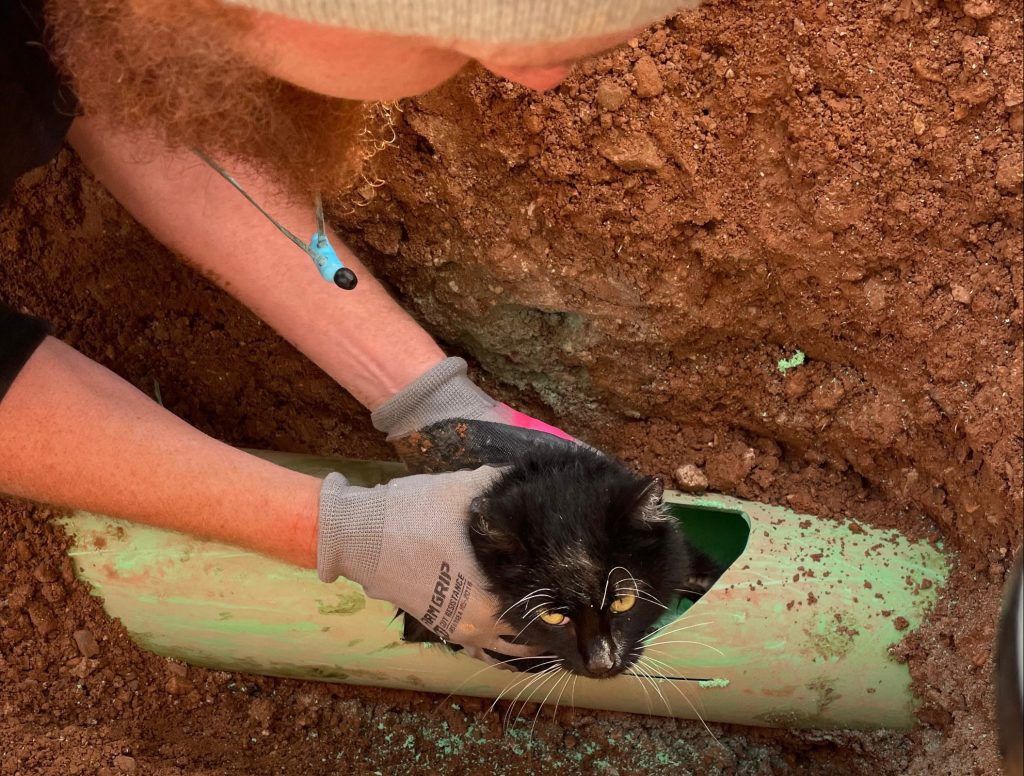Cat rescued from pipe unharmed save 'stinkiness,' awaits new home | KSL.com