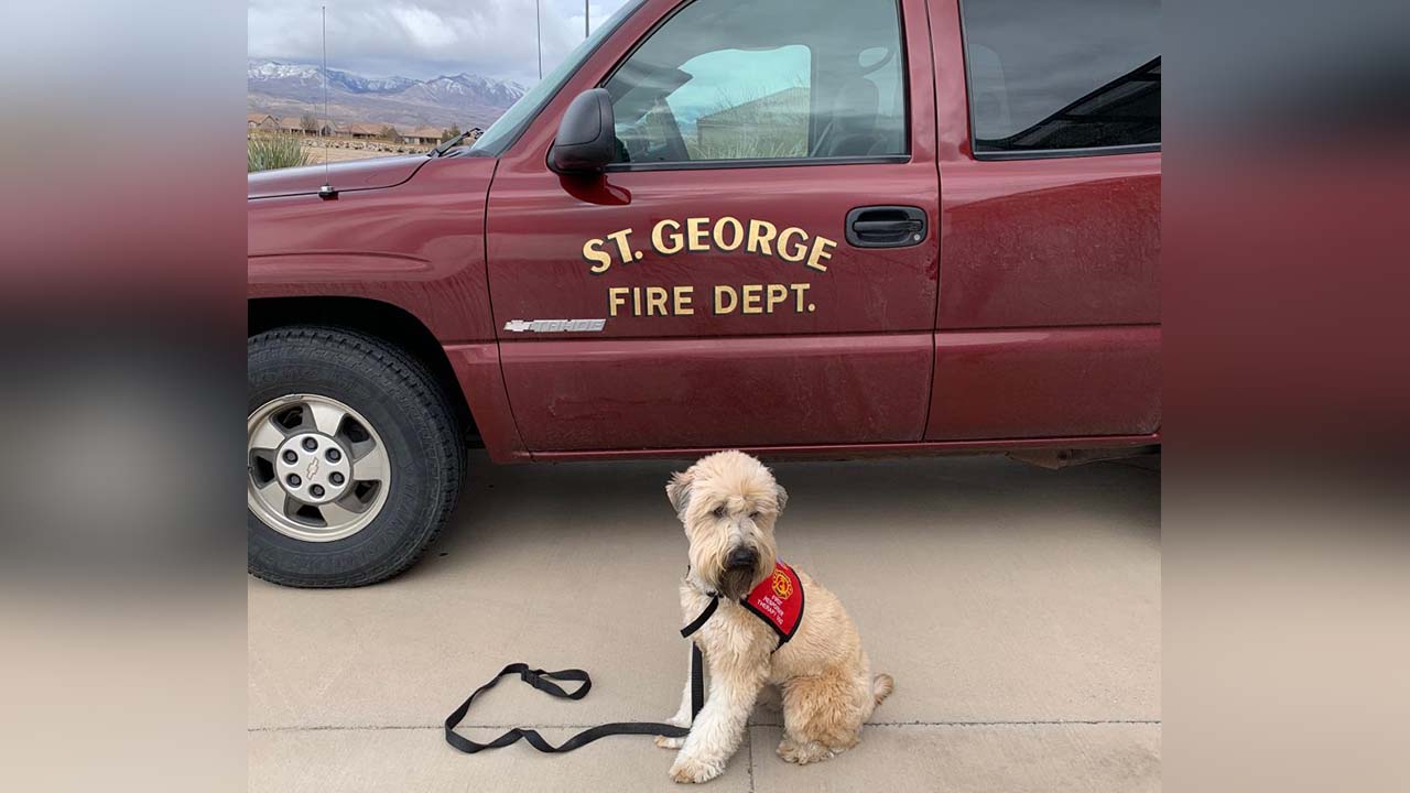 'Tate' — Utah's first certified therapy dog for first responders ...
