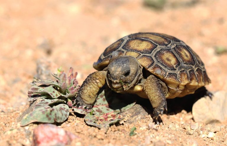 Washington County to build tortoise road crossings, cites safety and ...