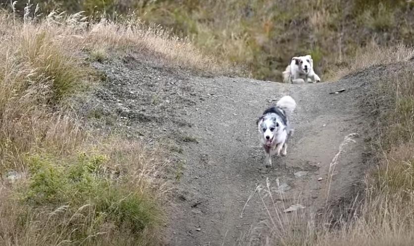 Have You Seen This? Stylish trail dogs show cyclist how it's done | KSL.com