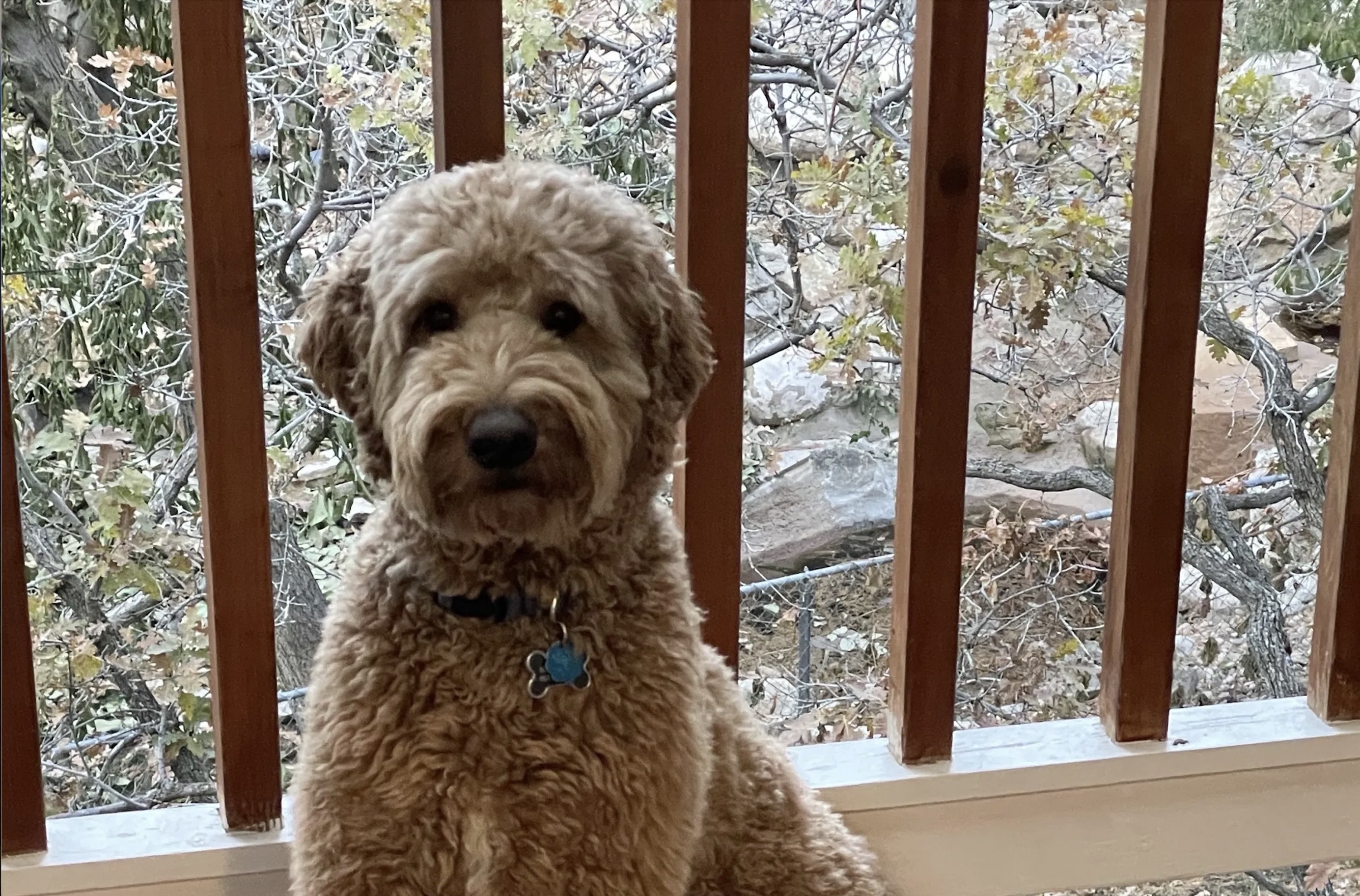 New study reveals what dog breed is the most popular in Utah | KSL.com