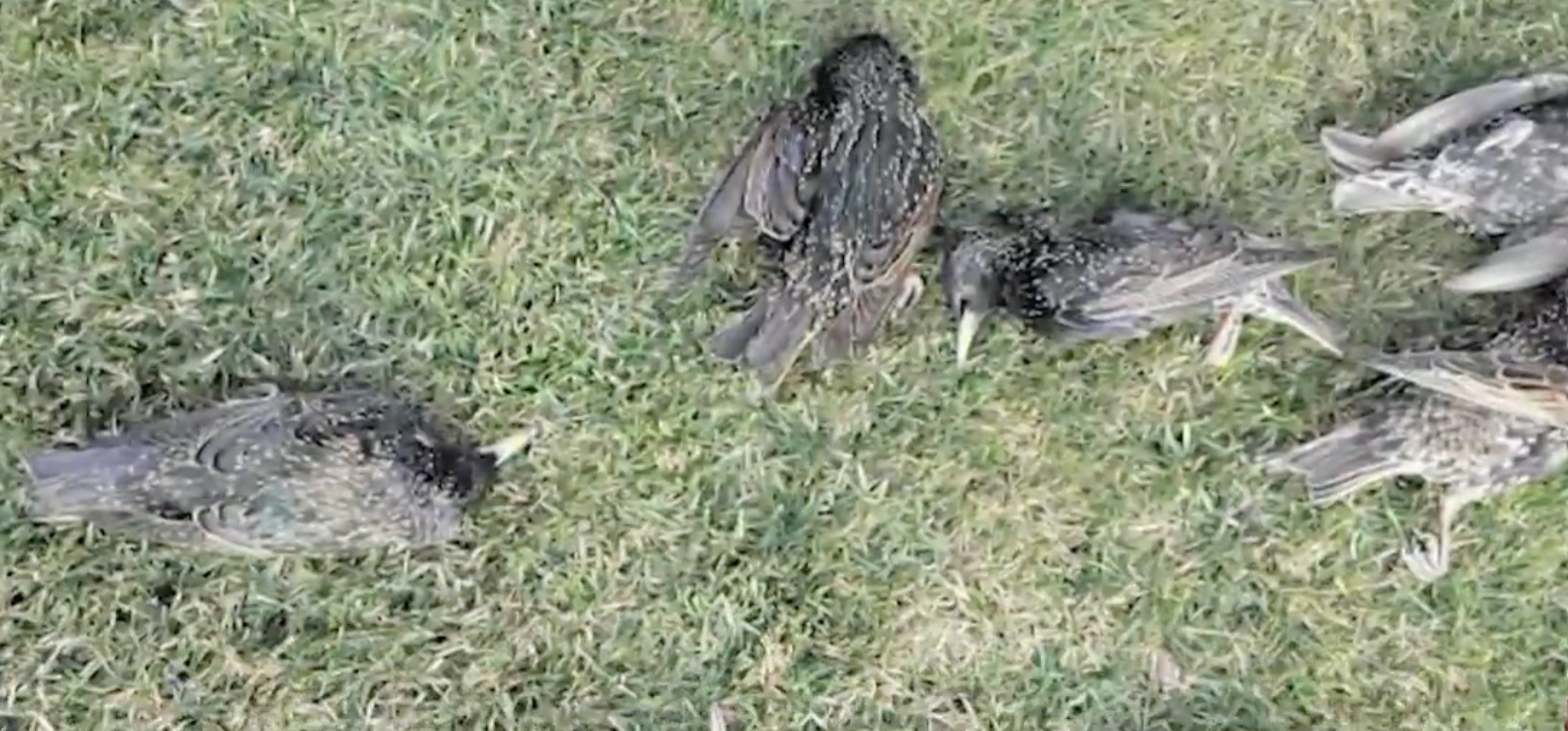 Eagle Mountain residents baffled by dozens of dead birds falling from neighborhood trees | KSL.com