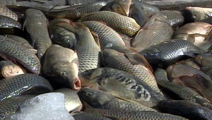 Plan to send Utah carp overseas faces roadblocks | KSL.com