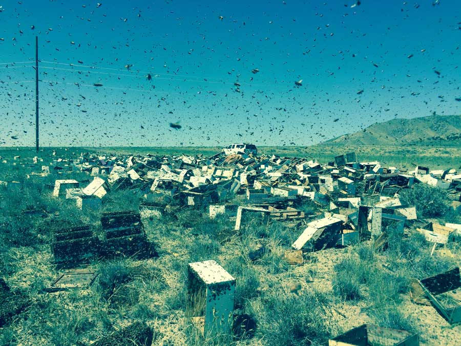 20 million bees spilled in Idaho truck wreck. | Beesource Beekeeping Forums